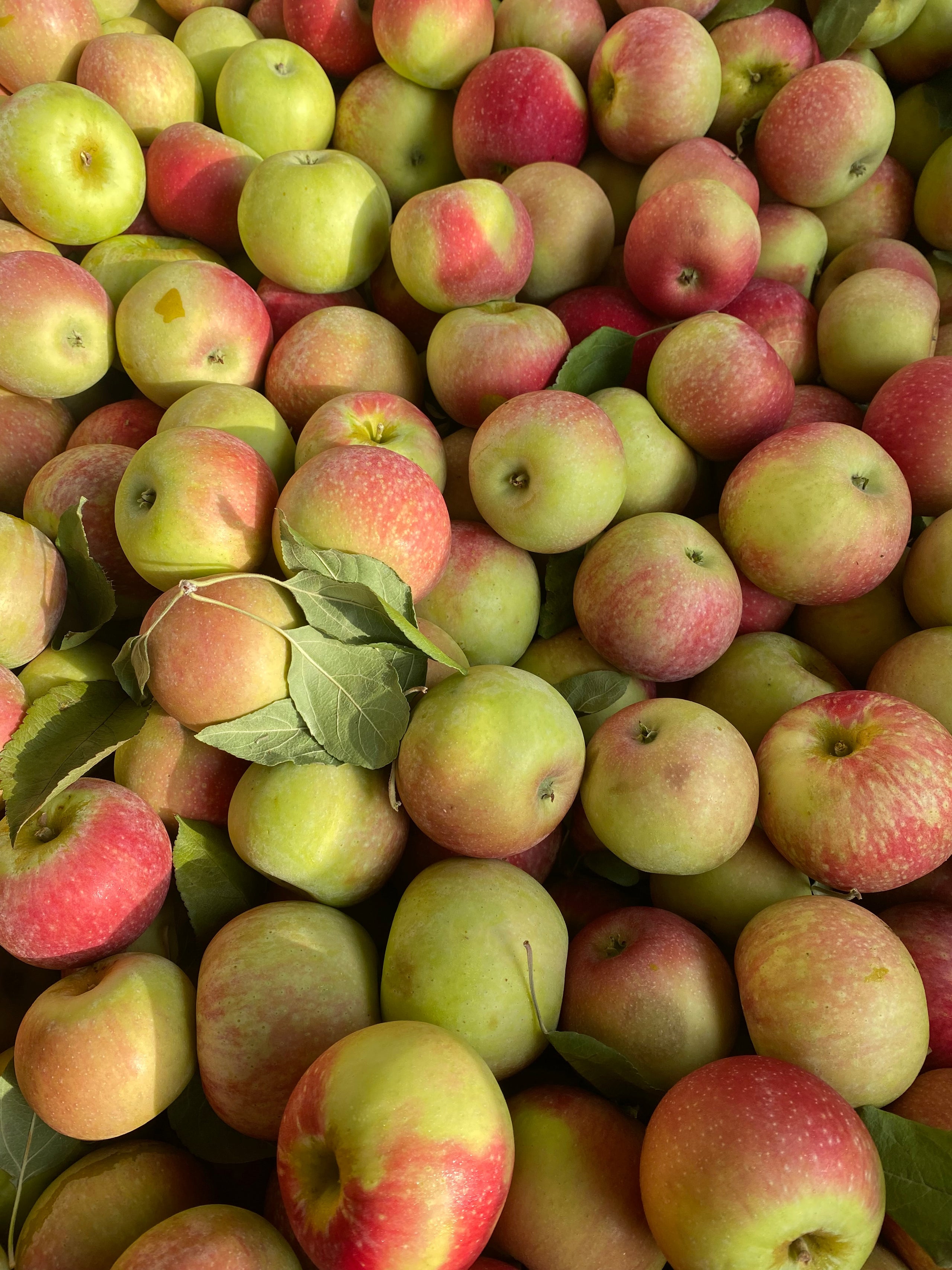 Zestar | Schultz Fruitridge Farms